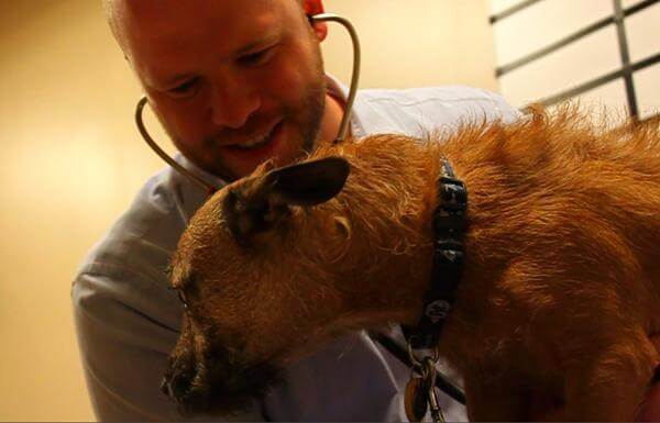 For the Love of Companions – Gay City News